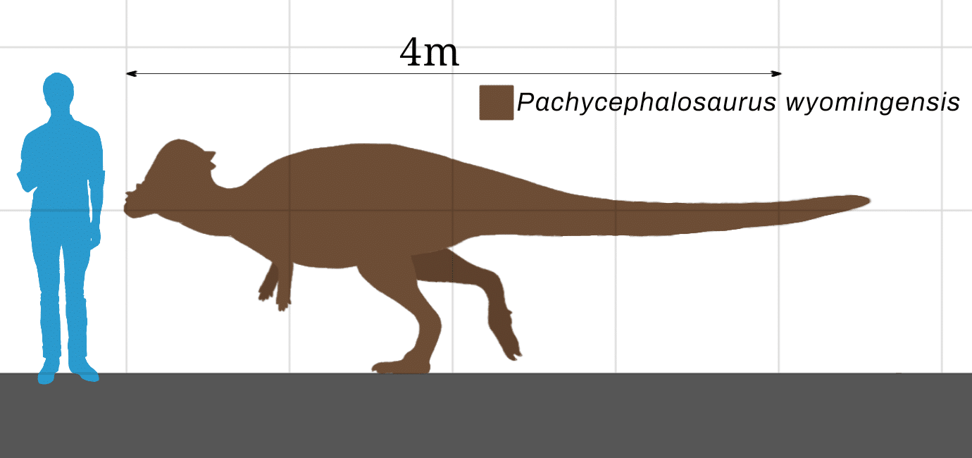Pachycephalosaurus: Dome-Headed Dinosaur | Late Cretaceous
