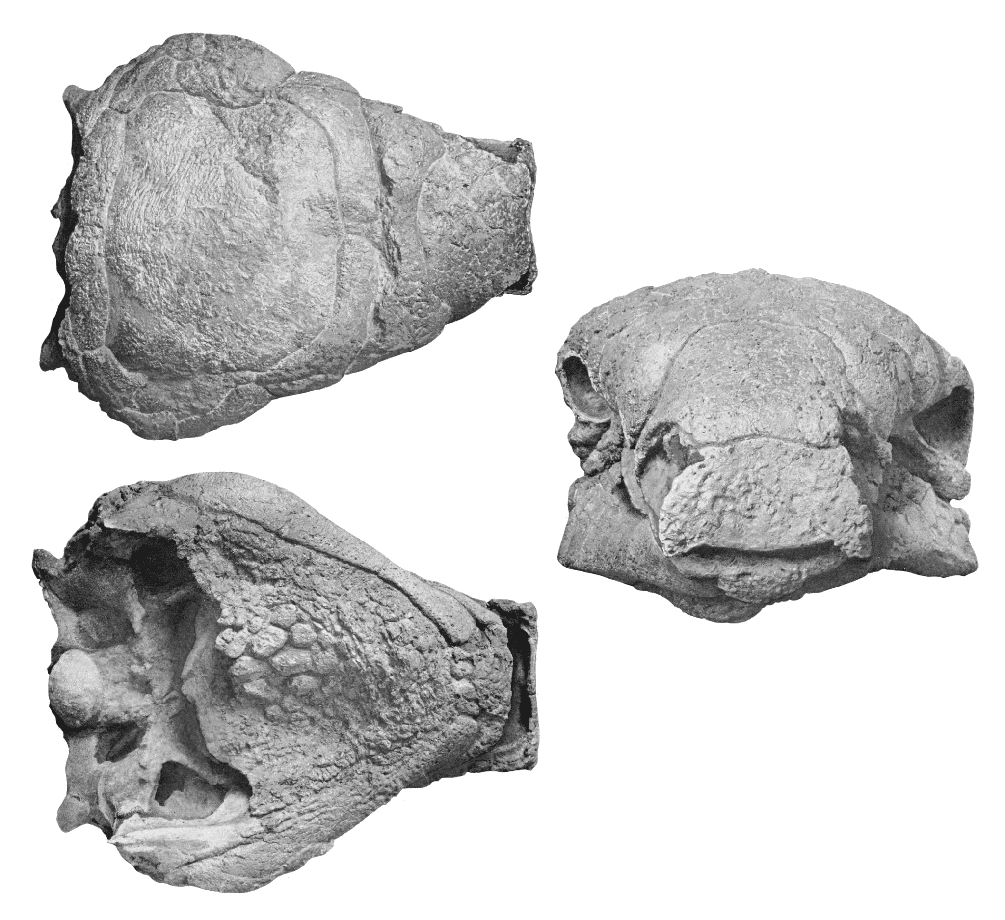 Panoplosaurus: The Armored Dinosaur from the Late Cretaceous