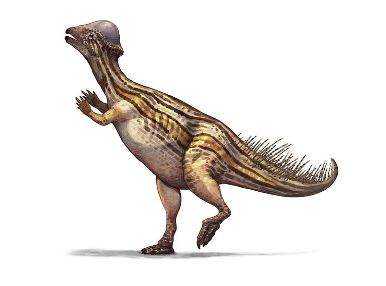 Prenocephale: The Sloping Head Dinosaur of the Late Cretaceous