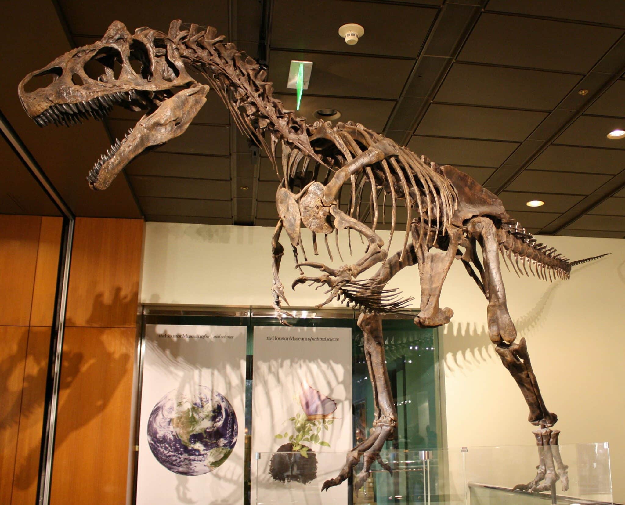 Allosaurus: The Fierce Predator of the Late Jurassic Era