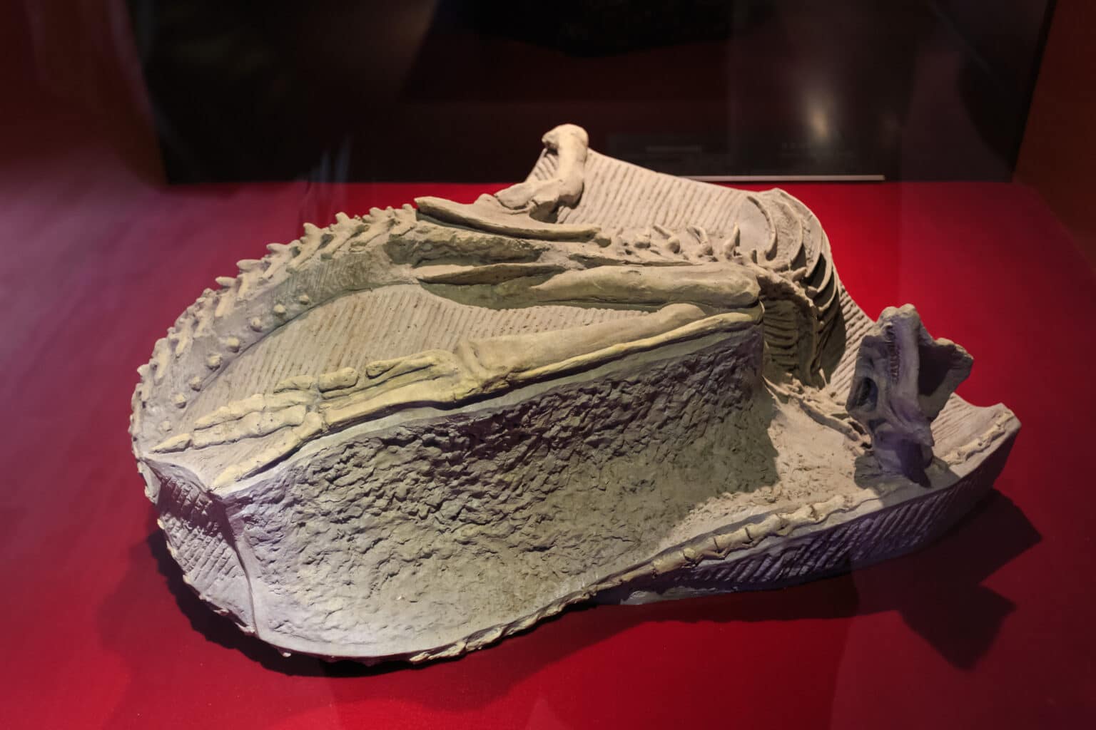 Agilisaurus: Unveiling the Agile Dino of the Jurassic Era