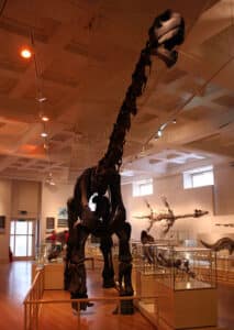 Cetiosaurus: The Whale Lizard of the Middle Jurassic Era