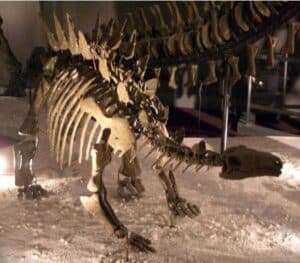 Chungkingosaurus | A Late Jurassic Stegosaur from China