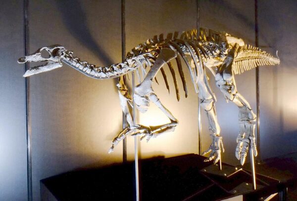 Camptosaurus | The Flexible Lizard of the Jurassic Era