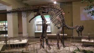 Corythosaurus | Crested Dinosaur from the Late Cretaceous