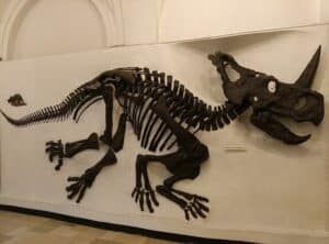 Centrosaurus | The Pointed Dinosaur of the Late Cretaceous