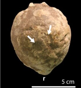 Sphaerotholus | Ball Dome Head Dino of the Late Cretaceous