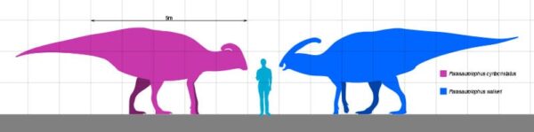 Parasaurolophus | The Late Cretaceous "Crested Dinosaur"