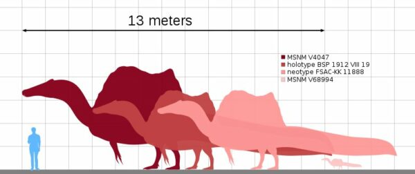 Spinosaurus: The River Predator from the Cretaceous Period