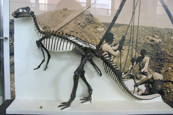Camptosaurus | The Flexible Lizard of the Jurassic Era