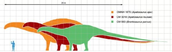 Brontosaurus | The Thunder Lizard of the Jurassic Period