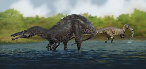 Suchomimus | An Early Cretaceous Giant Crocodile-like Dinosaur