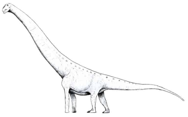Aegyptosaurus: The Egypt's Lizard from the Late Cretaceous