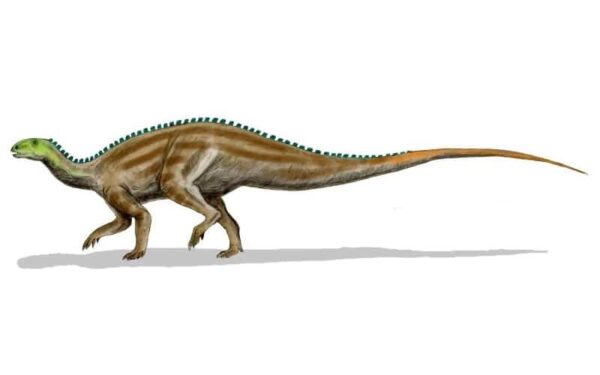Tenontosaurus: The 'Sinewy Lizard' and Its Companions