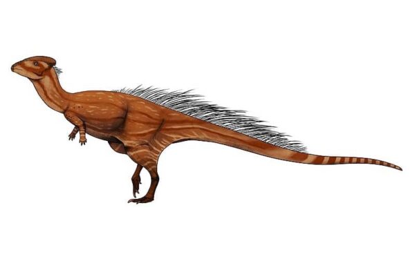 Wannanosaurus | A Small Chinese Pachycephalosaur Dinosaur
