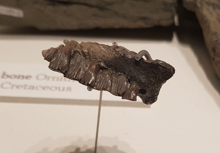 Atlascopcosaurus | The Early Cretaceous "Atlas Copco Dinosaur"