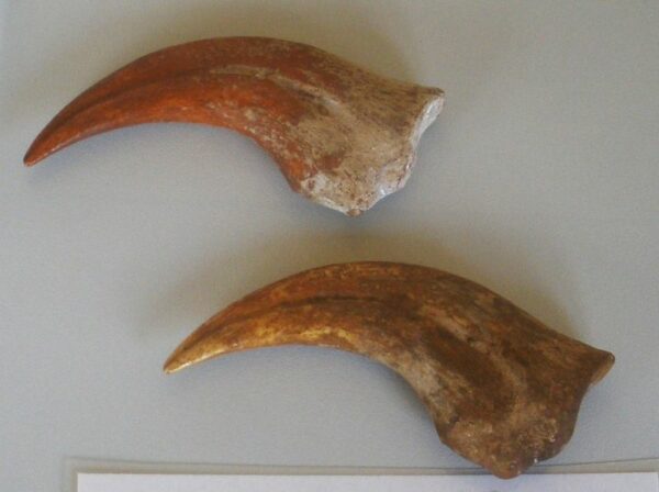 Elmisaurus | The "Foot Sole Dino" of the Late Cretaceous