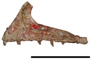 Noasaurus | Late Cretaceous Northwestern Argentina Dinosaur