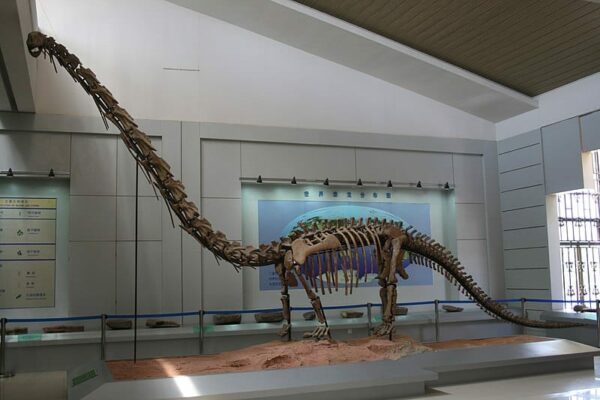 Omeisaurus | Mt. Omei Sauropod from China's Middle Jurassic Era
