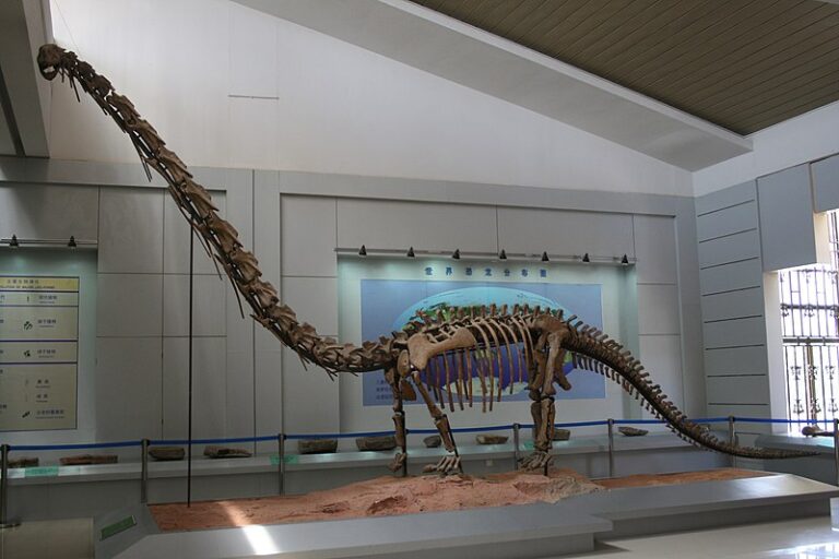 Omeisaurus | Mt. Omei Sauropod from China's Middle Jurassic Era
