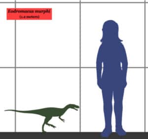 Eodromaeus | The "Dawn Runner" of the Late Triassic Era