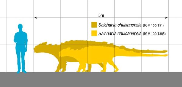 Saichania:”The Beautiful One” from the Late Cretaceous