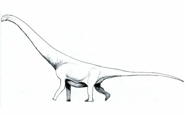 Andesaurus - The Andes Dinosaur of the Late Cretaceous