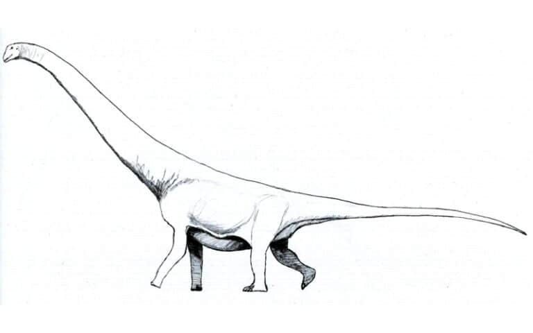 Andesaurus - The Andes Dinosaur of the Late Cretaceous