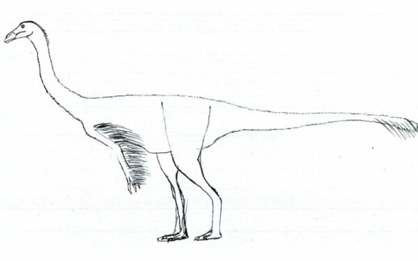 Anserimimus - The Goose Mimic Dino of the Late Cretaceous