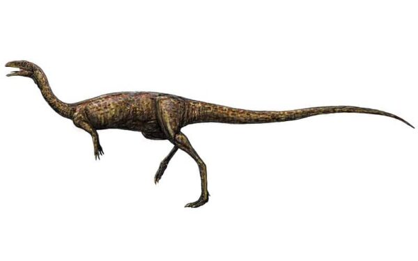 Elaphrosaurus | "Swift Runner" Dinosaur of the Late Jurassic
