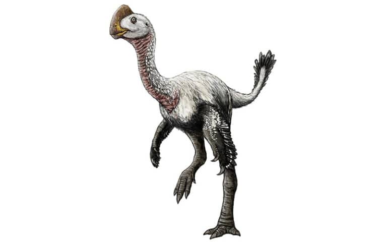 Elmisaurus | The "Foot Sole Dino" of the Late Cretaceous