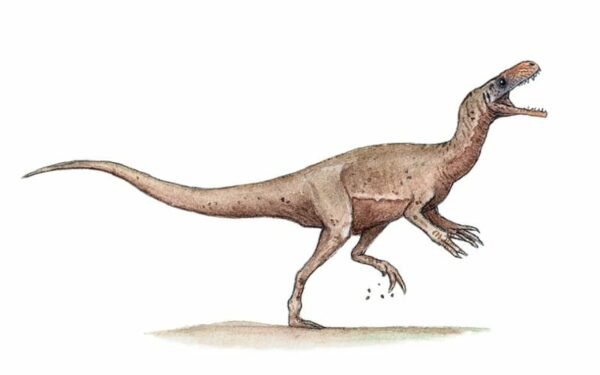 Eodromaeus | The "Dawn Runner" of the Late Triassic Era