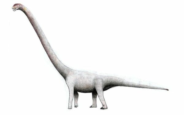 Omeisaurus | Mt. Omei Sauropod from China's Middle Jurassic Era