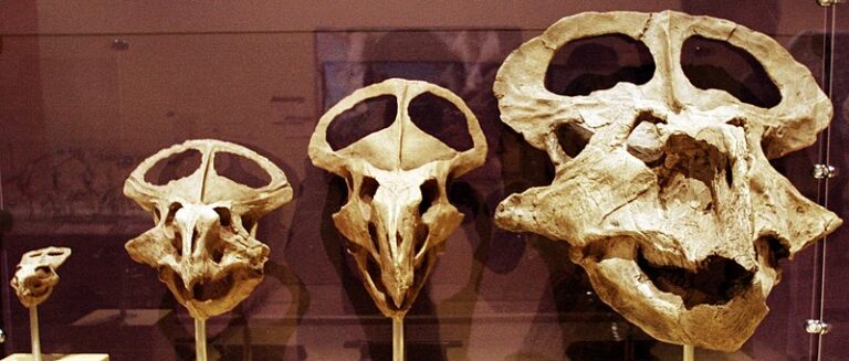 Protoceratops | Legacy of the 'First Horned Face' Dinosaur
