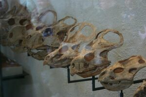 Protoceratops | Legacy of the 'First Horned Face' Dinosaur