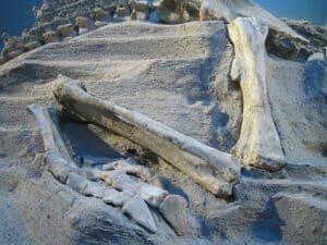 Protoceratops | Legacy of the 'First Horned Face' Dinosaur