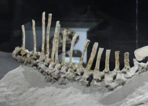 Protoceratops | Legacy of the 'First Horned Face' Dinosaur