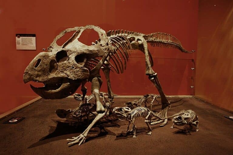 Protoceratops | Legacy of the 'First Horned Face' Dinosaur