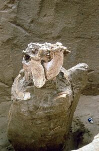 Protoceratops | Legacy of the 'First Horned Face' Dinosaur
