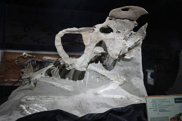 Protoceratops | Legacy of the 'First Horned Face' Dinosaur
