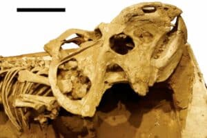 Protoceratops | Legacy of the 'First Horned Face' Dinosaur