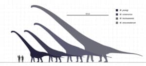 Mamenchisaurus | A Giant Sauropod of Late Jurassic Asia