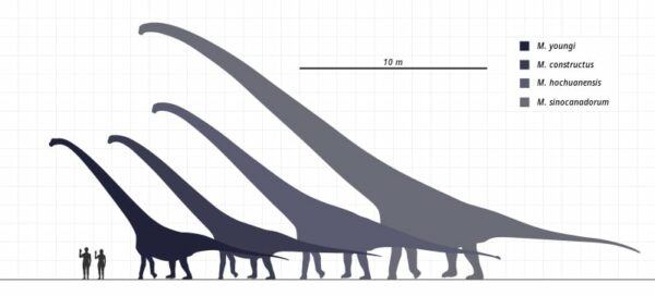 Mamenchisaurus | A Giant Sauropod of Late Jurassic Asia