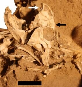 Protoceratops | Legacy of the 'First Horned Face' Dinosaur