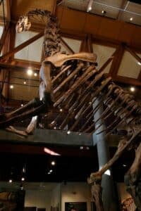 Jobaria | A Primitive Sauropod from Middle Jurassic Africa