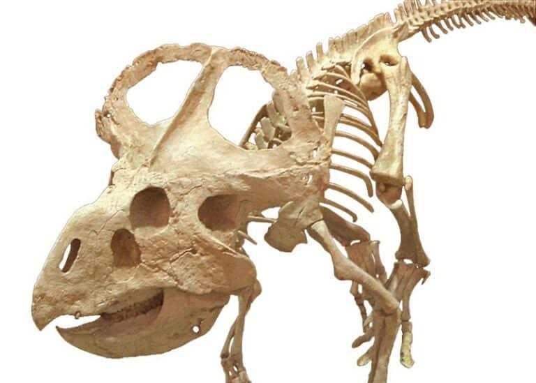 Protoceratops | Legacy of the 'First Horned Face' Dinosaur