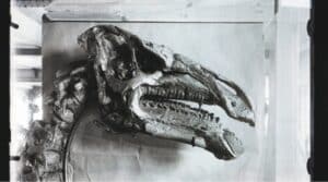 Iguanodon | Life and Legacy of an Early Cretaceous Marvel