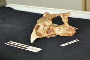 Protoceratops | Legacy of the 'First Horned Face' Dinosaur