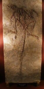 Microraptor | A Non-avian Small Cretaceous Predator