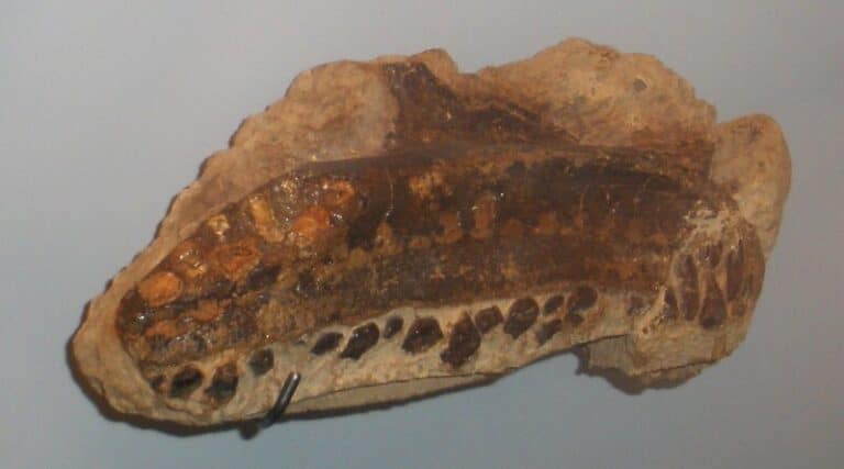 Iguanodon | Life and Legacy of an Early Cretaceous Marvel